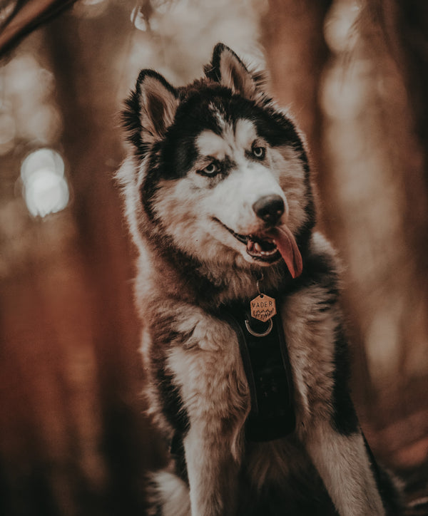 Denver - Simple Style - Copper Paws